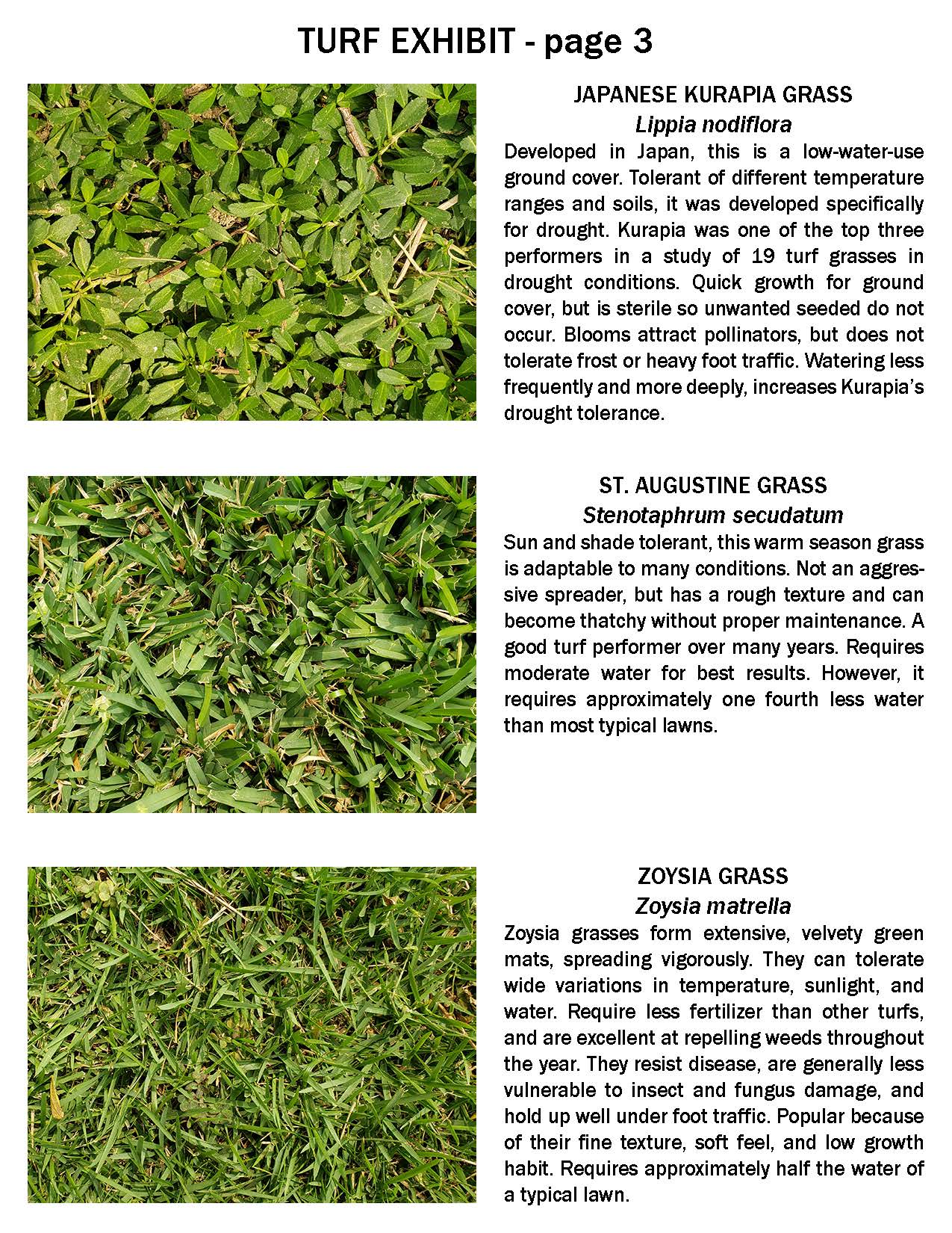 Turf - The Water Conservation Garden